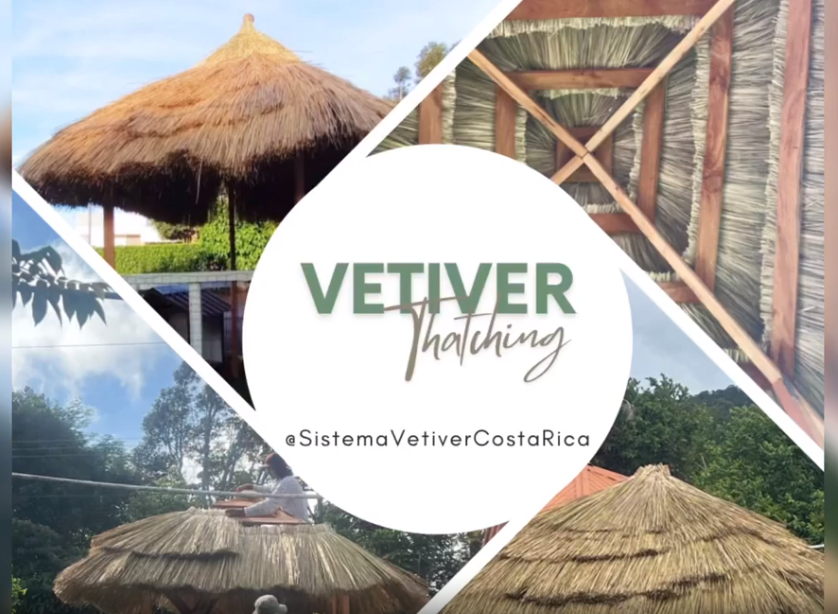 VETIVER TATCHING – Vetiver Costa Rica